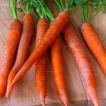 Carrot Benefits (Ayurveda Insights) - Joyful Belly College of Natural ...