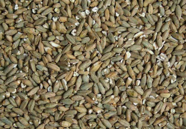 Rye Benefits (Ayurveda Insights) - Joyful Belly College of Natural ...