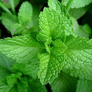 Mint Benefits (Ayurveda Insights) - Joyful Belly College of Ayurveda