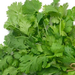 Cilantro Benefits (Ayurveda Insights) - Joyful Belly College of Natural ...